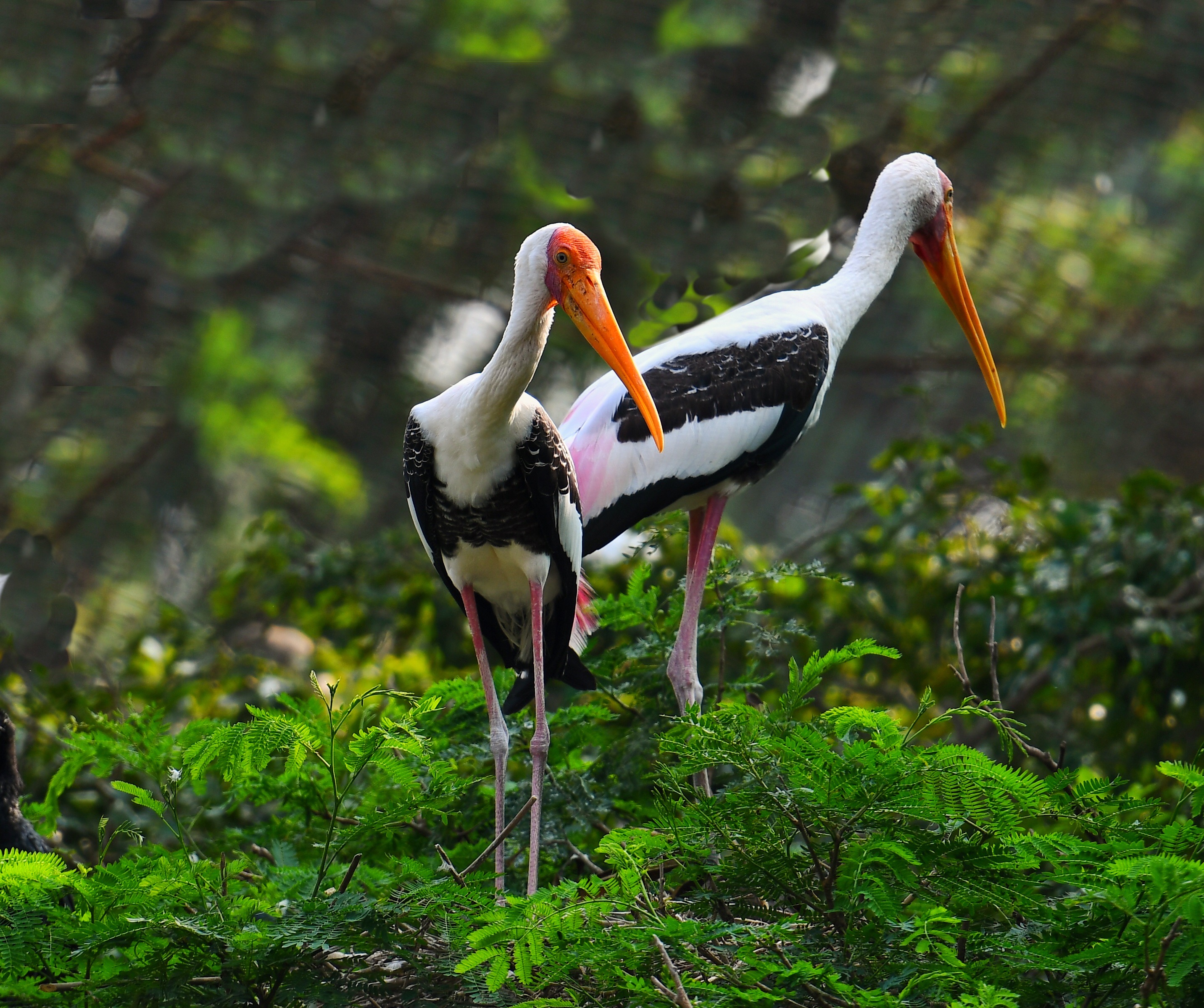 Animals - Arignar Anna Zoological Park